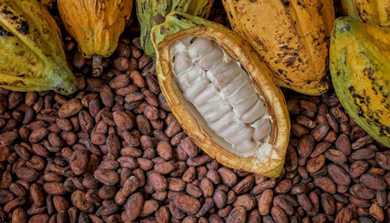 Belgium seizes 900 kilos of cocaine hidden in cocoa beans. - AgricToday