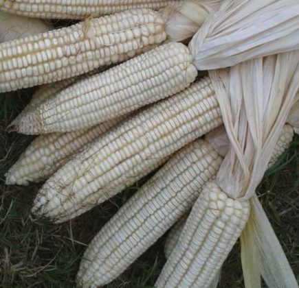 High-yield hybrid maize seed introduced; can produce 5 times more ...