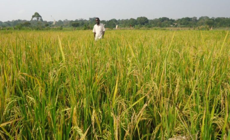 Hohoe to collaborate with Jospong Group for commercial rice production ...