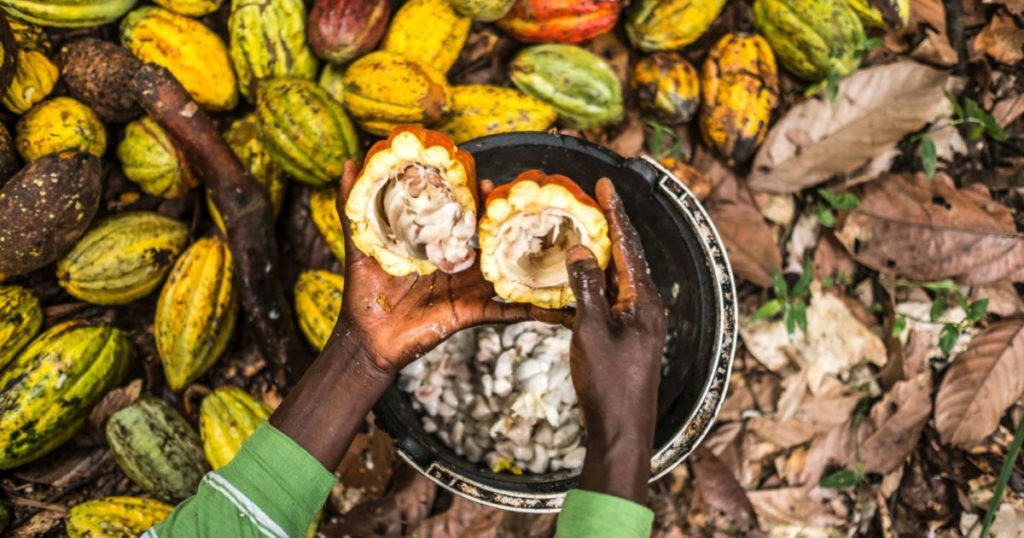 The country that produces the most cocoa in the World: Ghana loosing ...