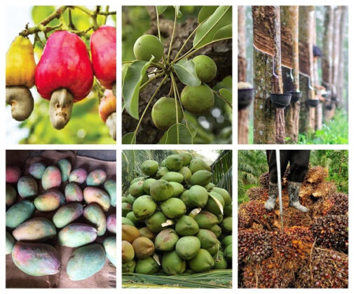 Government to launch Tree Crop Diversification Project for economic ...
