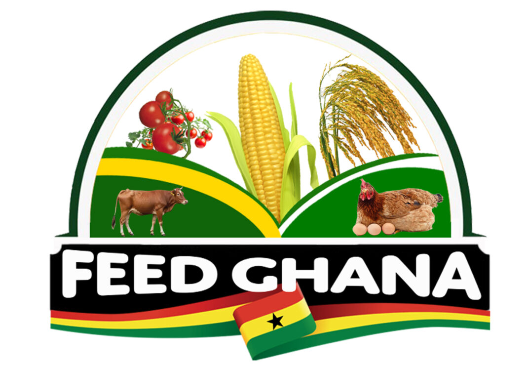 Gov’t rolls out Feed Ghana with 500 acres of maize, targets 2,000 acres ...
